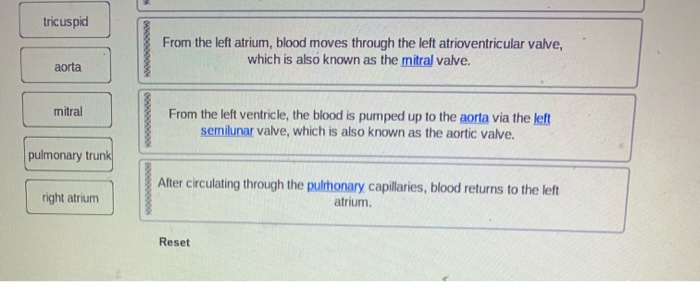 Solved Complete each sentence by dragging the labels to the | Chegg.com