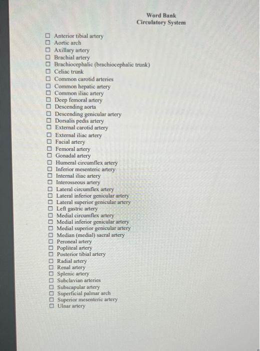 Solved Word Bank Circulatory System Anterior tibial artery | Chegg.com