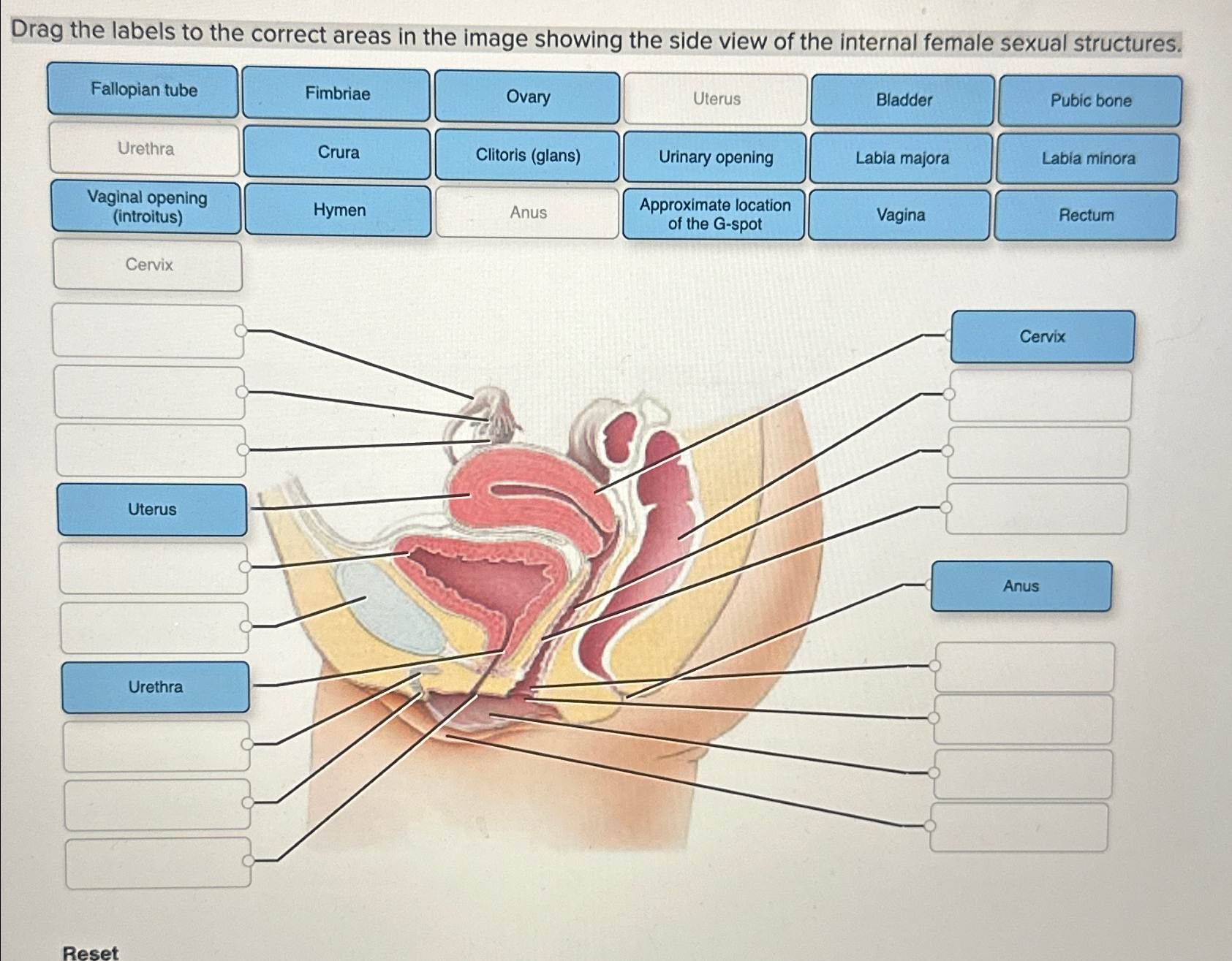 Solved Drag the labels to the correct areas in the image | Chegg.com