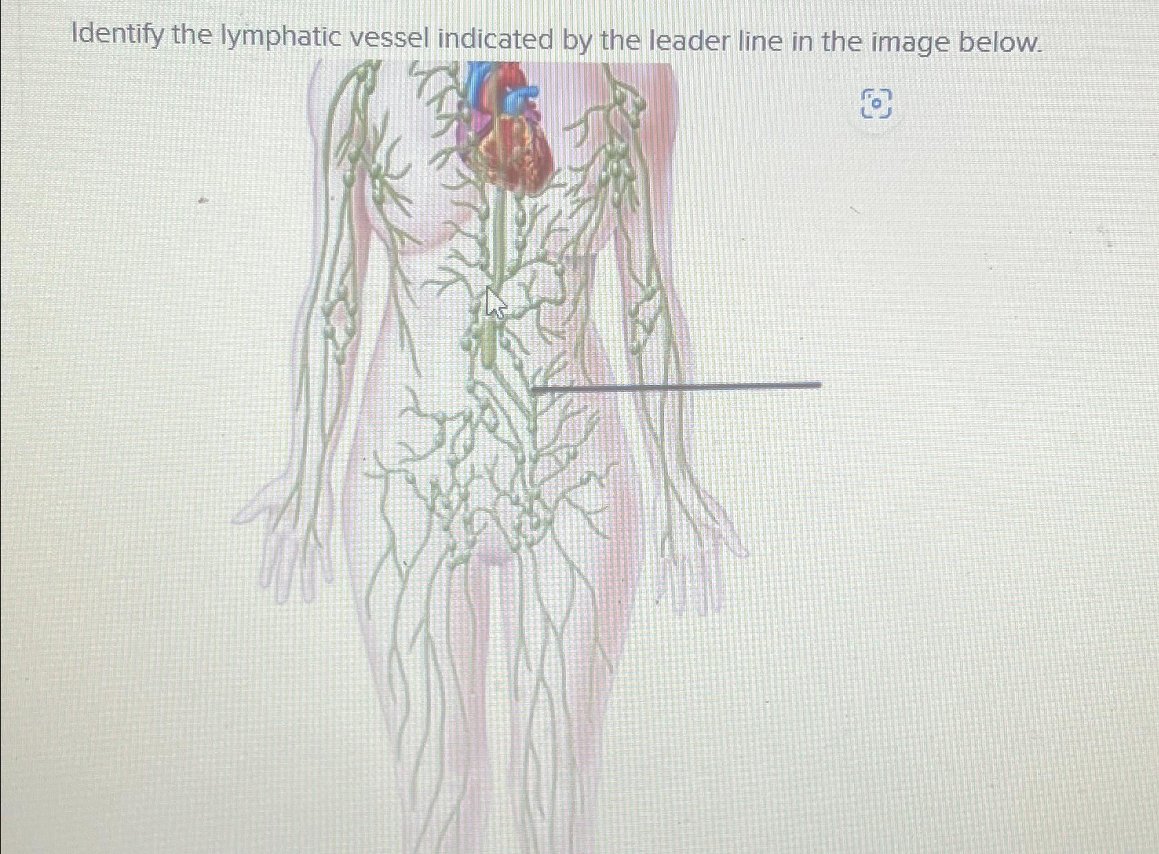 Solved Identify the lymphatic vessel indicated by the leader | Chegg.com