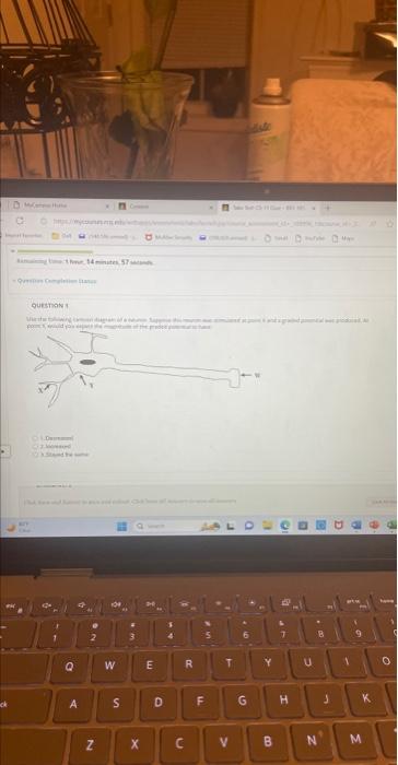 Solved use the following cartoon diagram of a neuron. | Chegg.com