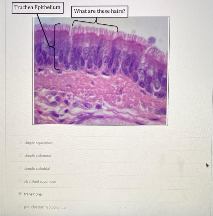 Trachea Slide Goblet Cells