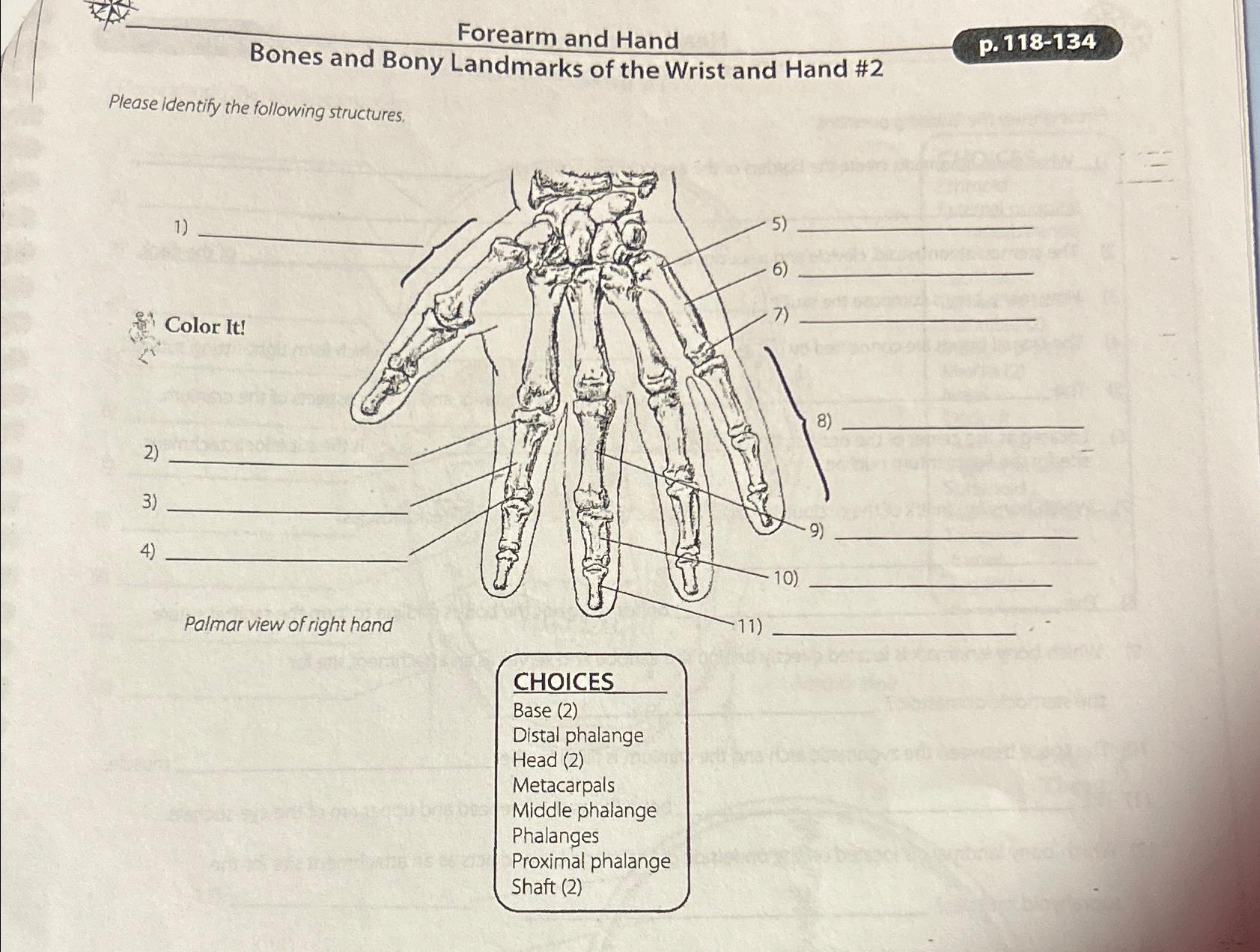 Solved Forearm and Handp. 118-134Bones and Bony Landmarks of | Chegg.com