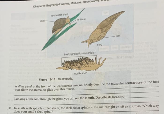 Solved Chapter 9: Segmented Worms, Mollusks, Roundworms, | Chegg.com