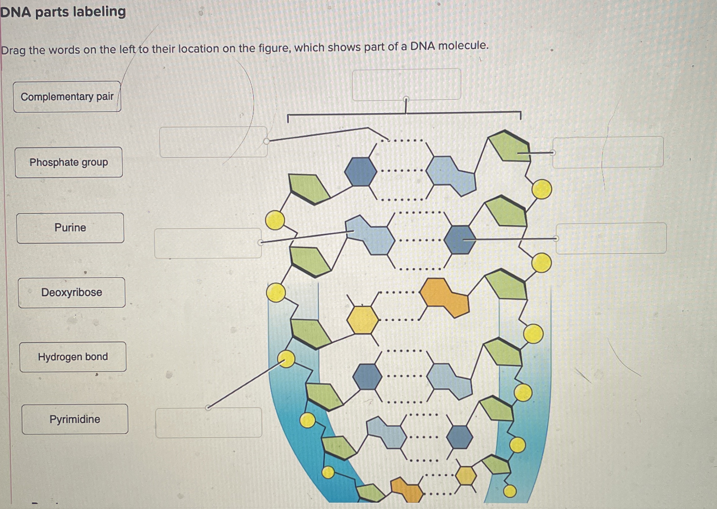 DNA parts labelingDrag the words on the left to their | Chegg.com