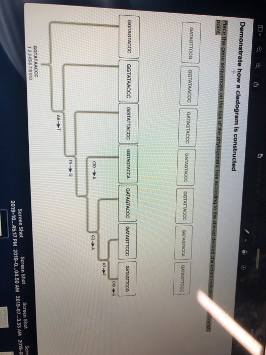 Solved Demonstrate how a cladogram is constructed Place the | Chegg.com
