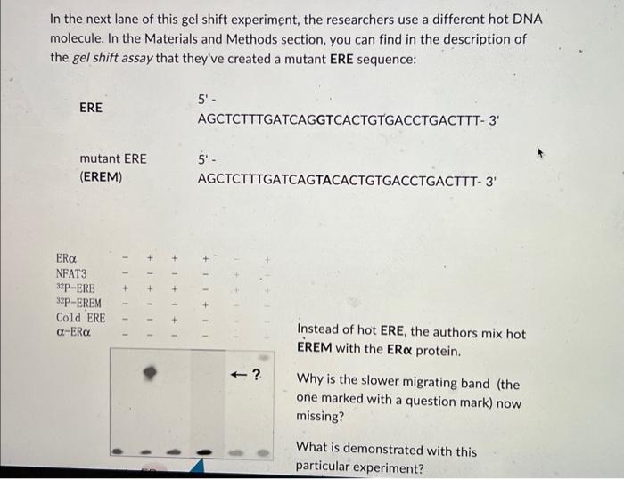In the next lane of this gel shift experiment, the | Chegg.com