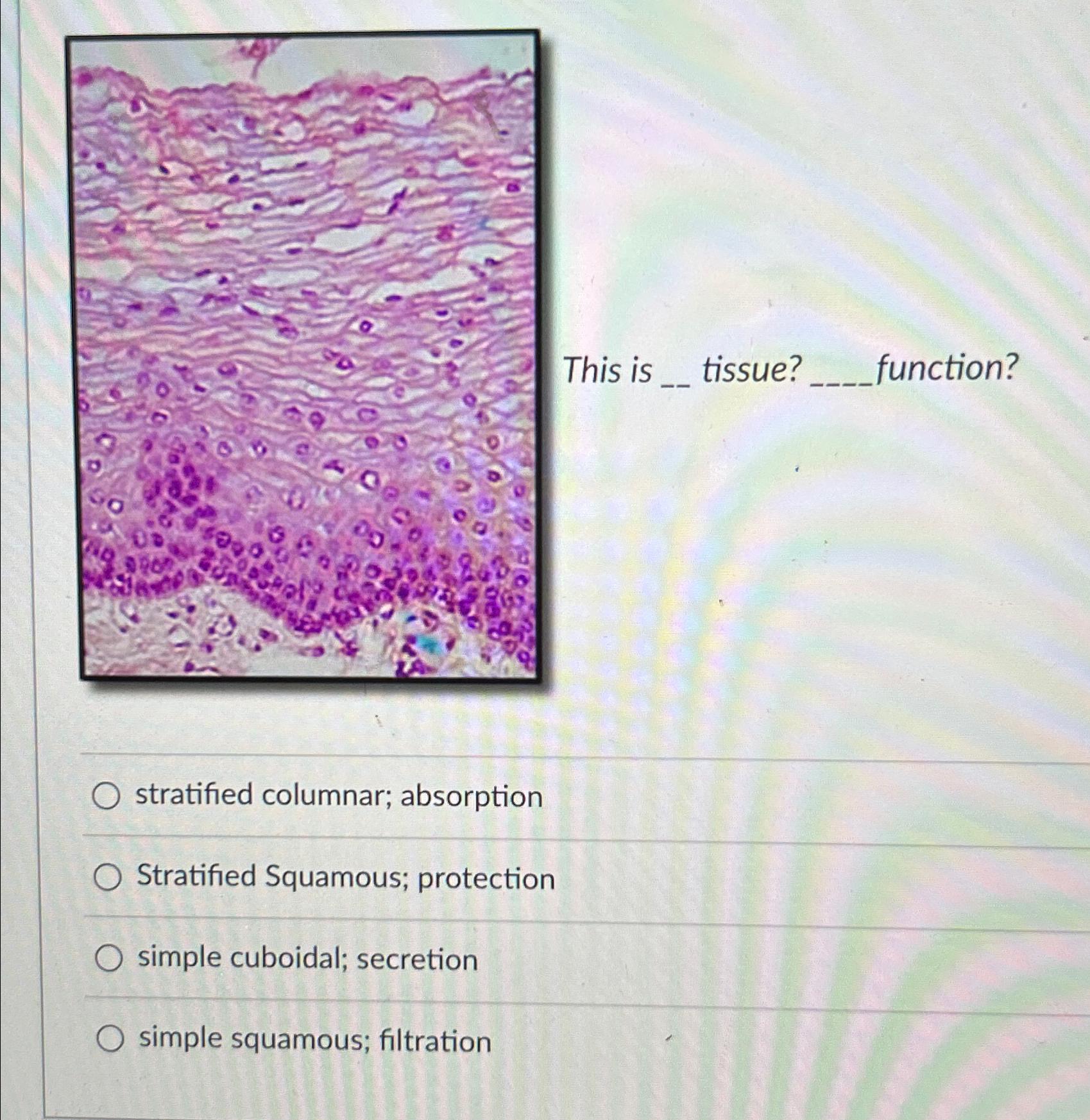 Solved This is tissue? function?stratified columnar; | Chegg.com