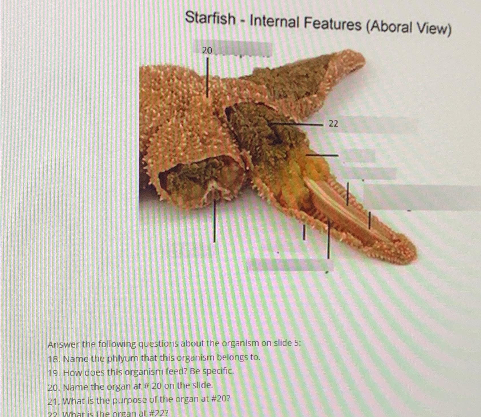 Solved Starfish - ﻿Internal Features (Aboral View)Answer the | Chegg.com