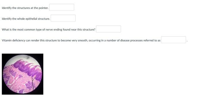 Solved Identify the structures at the pointer. Identify the | Chegg.com