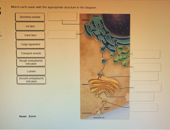 Solved Match each name with the appropriate structure in the | Chegg.com