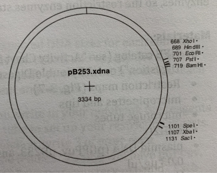 Solved 11. If pB253 were cleaved with BamHI and Sacl, what | Chegg.com