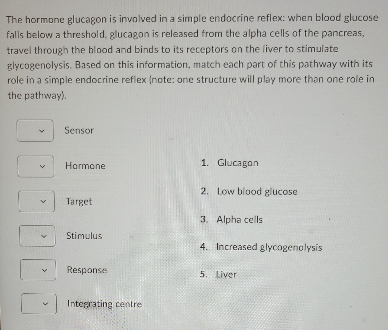Solved The hormone glucagon is involved in a simple | Chegg.com