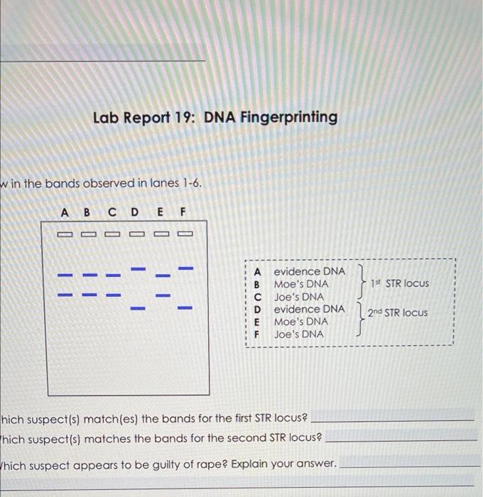 Solved Lab Report 19: DNA Fingerprinting Manager Lab Tech | Chegg.com
