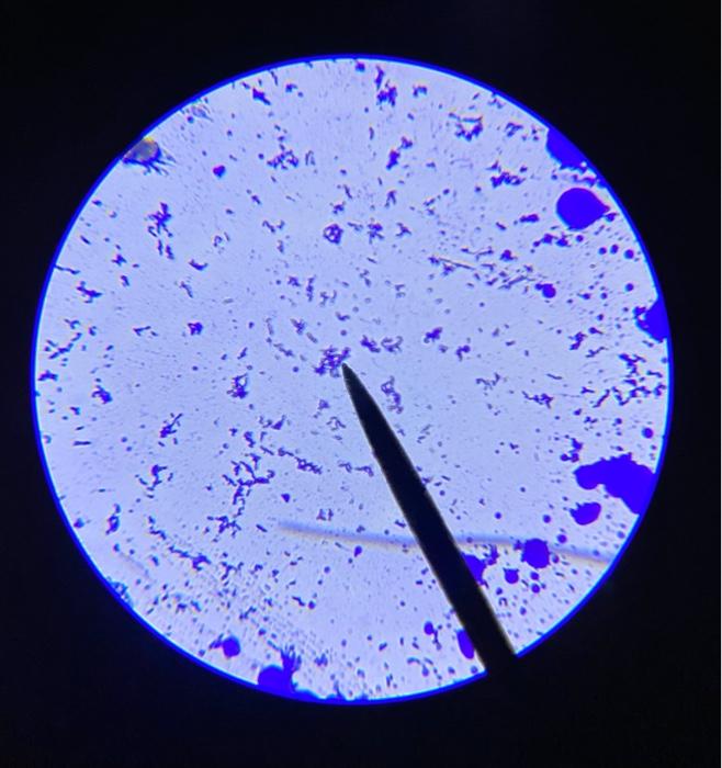 Solved Can you please give me a scientific conclusion. A | Chegg.com