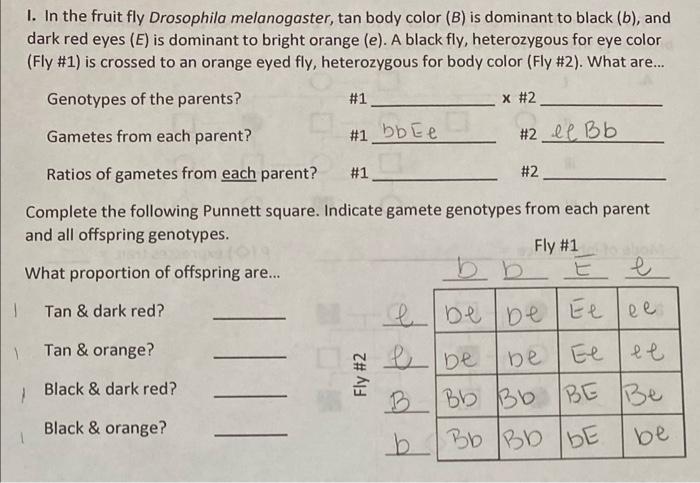 Solved I. In the fruit fly Drosophila melanogaster, tan body | Chegg.com