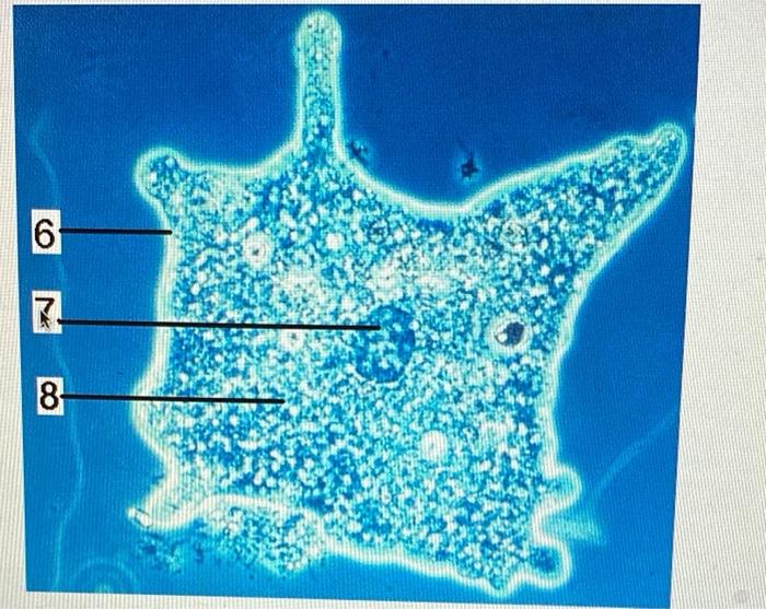Solved names of the structures. | Chegg.com