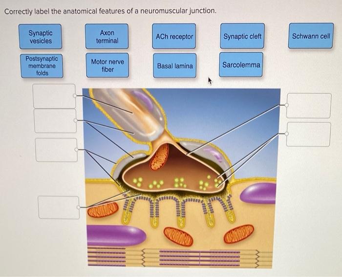 Solved Correctly label the anatomical features of a | Chegg.com