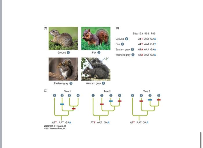 Solved -In class, we used the example of four species of | Chegg.com