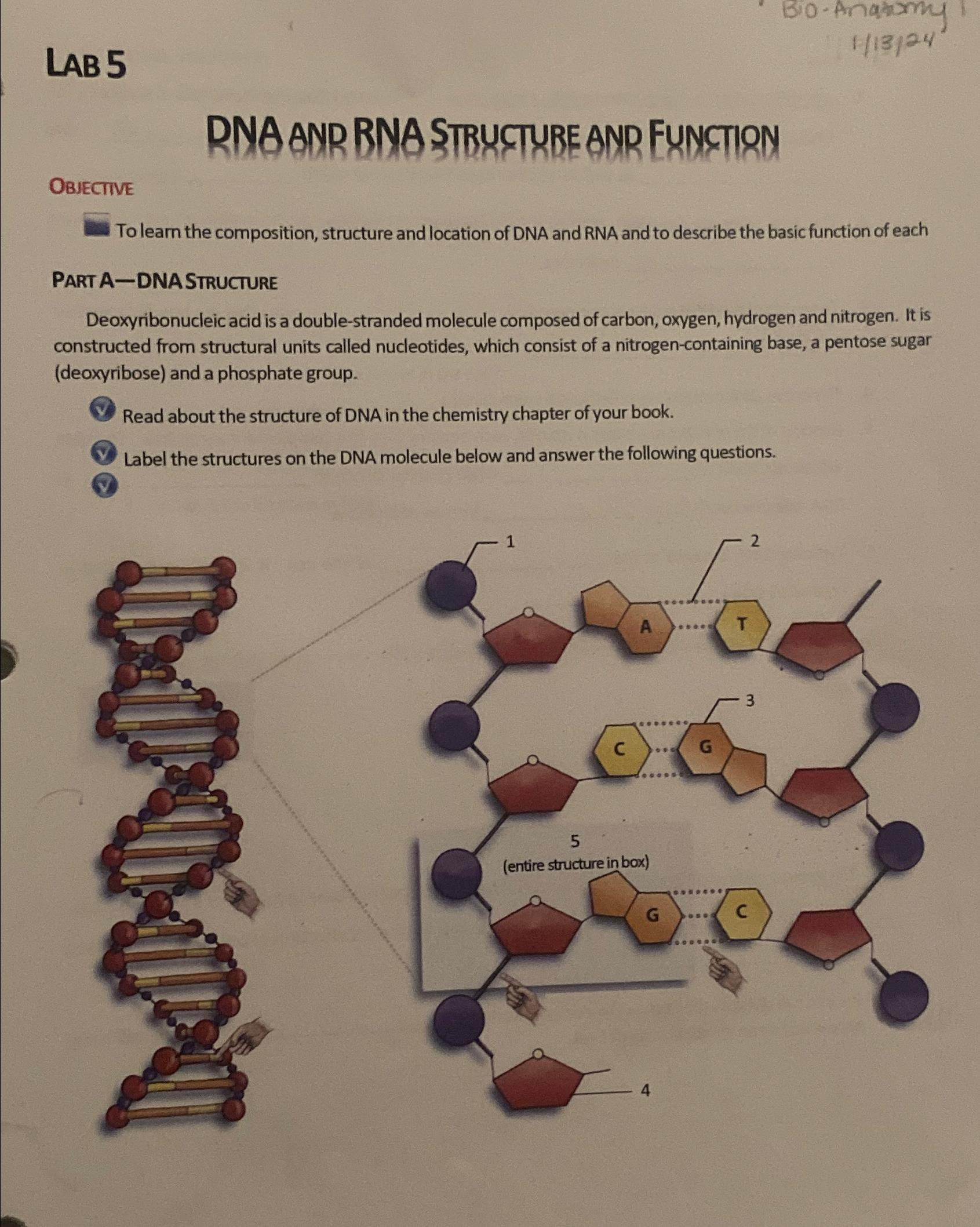 LAB 5RNAANRBNASTRUCTUREANR FUNCTIONObJectiveTo learn | Chegg.com