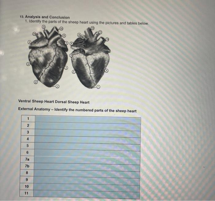Solved 13. Analysis and Conclusion 1. Identify the parts of | Chegg.com