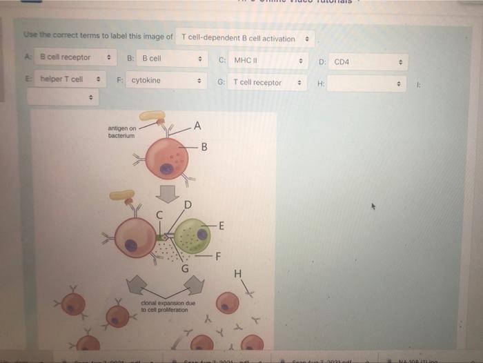 Solved Complete the table Lymphocyte Detect antigen | Chegg.com