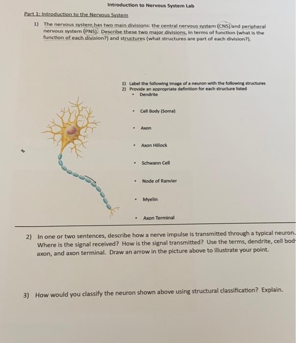 Solved Introduction to Nervous System Lab Part 1: | Chegg.com