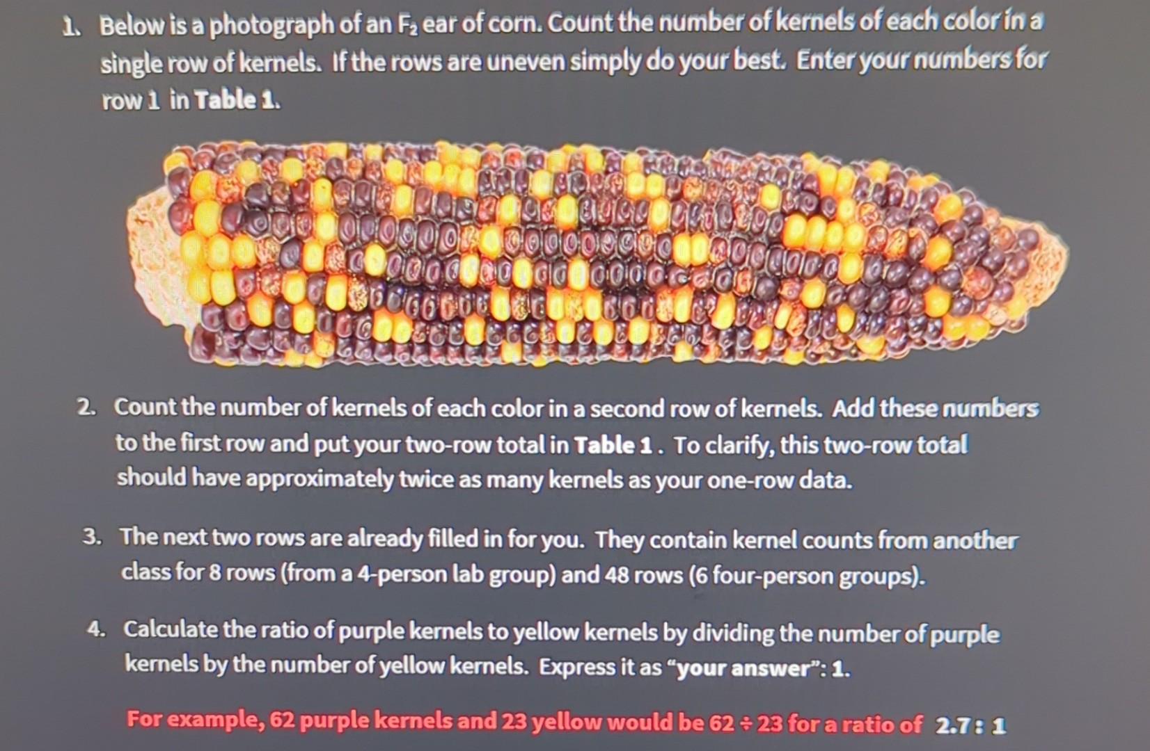 Solved Below is a photograph of an F2 ear of corn. Count the | Chegg.com