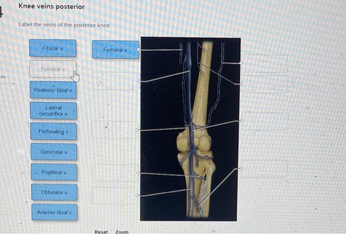 Solved Knee veins posterior Label the veins of the posterior | Chegg.com