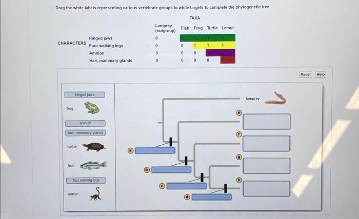 Solved Drag the white labels representing various vertebrate | Chegg.com