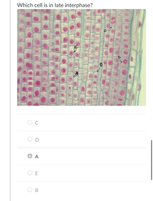 Solved Which cell is in late interphase? Ос D A Ο Ε B | Chegg.com