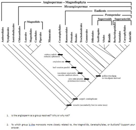 Solved Angiospermae-Magnoliophyta Mesangiospermae Eudicots | Chegg.com