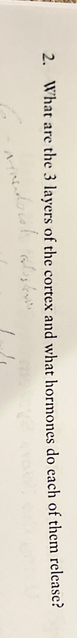 Solved What are the 3 ﻿layers of the cortex and what | Chegg.com