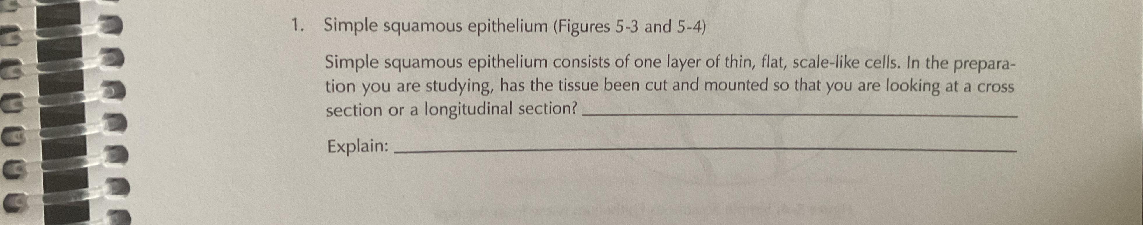 Solved Simple squamous epithelium (Figures 5-3 ﻿and | Chegg.com