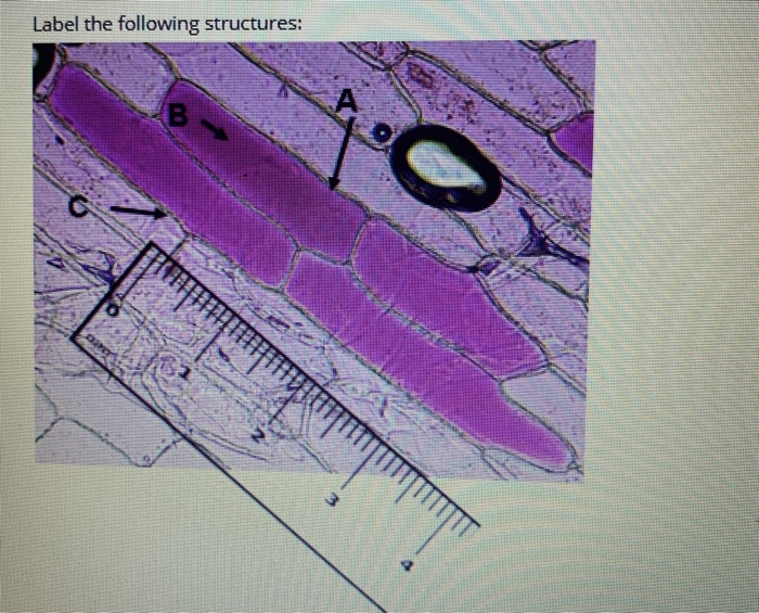 Solved Label the following structures: B 1 - 3 | Chegg.com