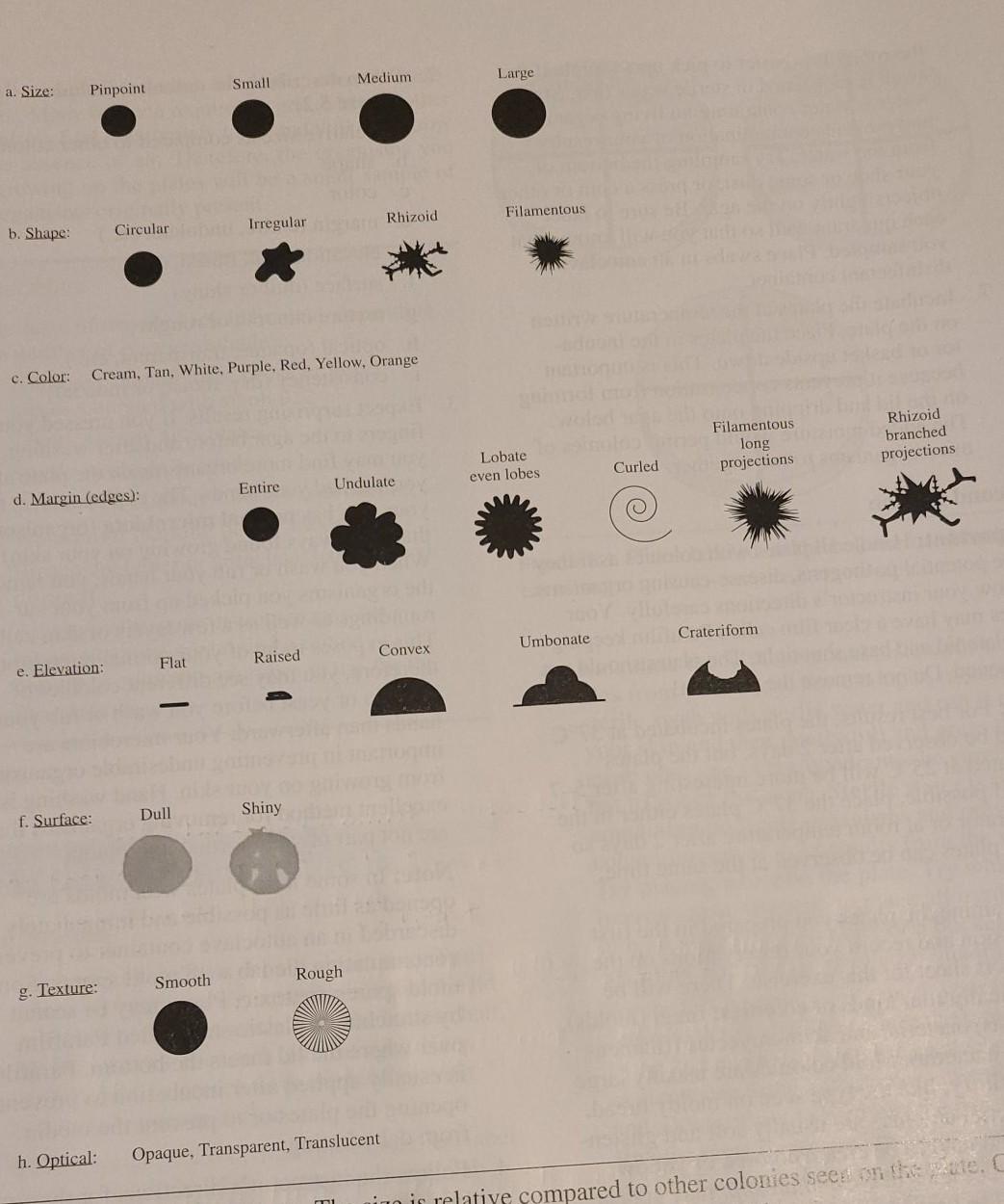 Solved Medium Large Small Pinpoint a. Size: Filamentous b. | Chegg.com