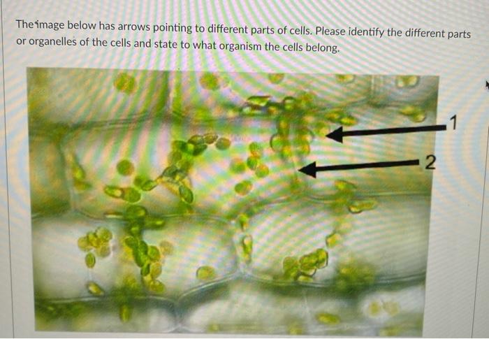 Solved The image below has arrows pointing to different | Chegg.com