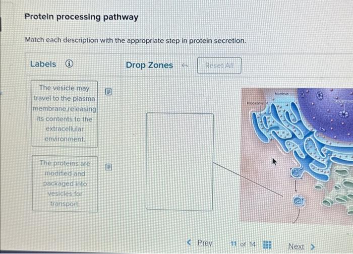 Solved Protein processing pathway Match each description | Chegg.com