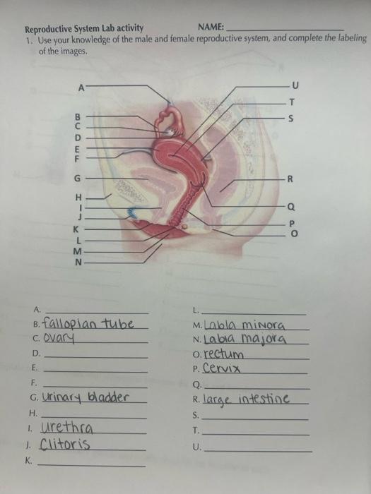 Solved Reproductive System Lab activity NAME: 1. Use your | Chegg.com