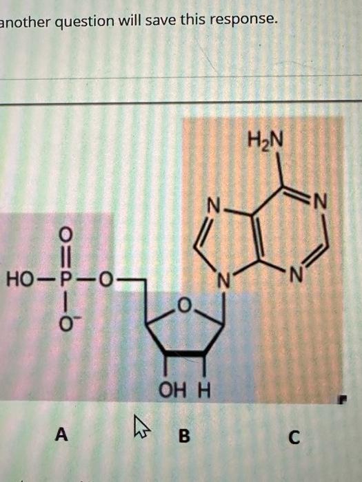 Solved Identify the correct name of the nucleotide structure | Chegg.com