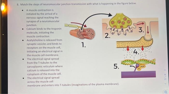 Solved match the steps of neuromuscular junction with what | Chegg.com