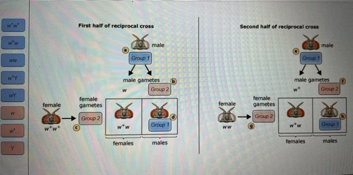 ww First half of reciprocal cross Second half of | Chegg.com
