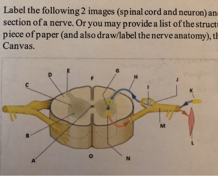 Solved Label the following 2 images (spinal cord and neuron) | Chegg.com