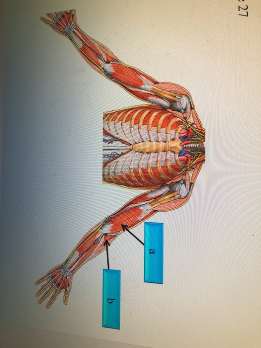 Solved -27 - 26 d ADAM interactive Anatomy 4 | Chegg.com