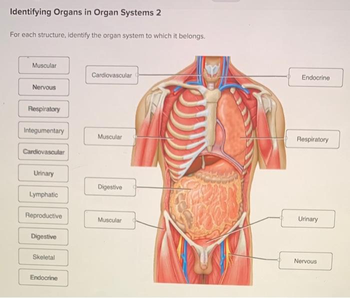 Solved Identifying Organs In Organ Systems 2 For Each Chegg