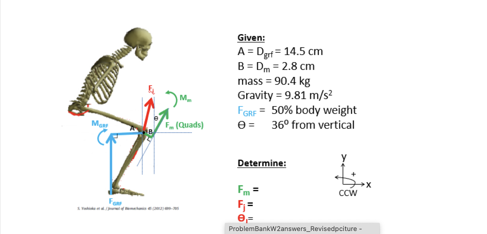 Given:A=Dgrf =14.5cmB=Dm=2.8cm ﻿mass =90.4kg ﻿Gravity | Chegg.com