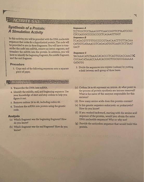 Solved Synthesis of a Protein: A Simulation Activity | Chegg.com