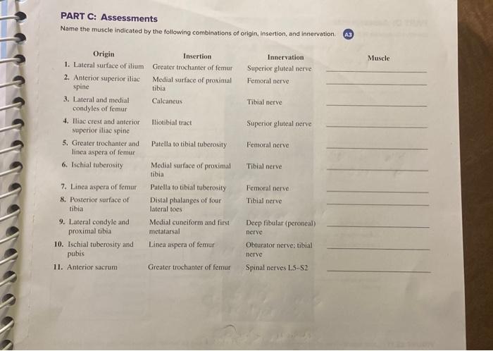 Solved PART C: Assessments Name the muscle indicated by the | Chegg.com