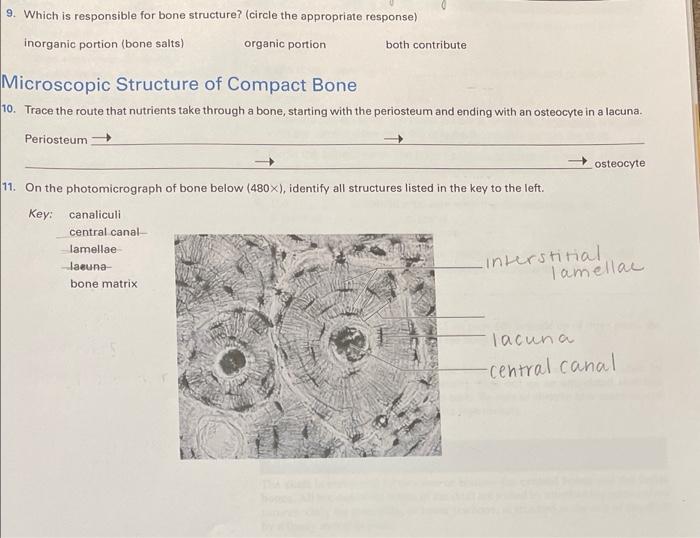 Solved 9 Which Is Responsible For Bone Structure circle Chegg