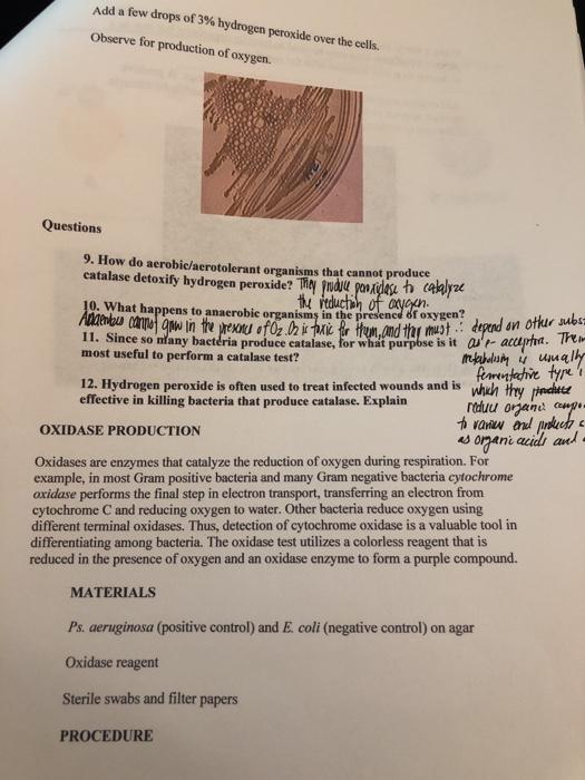 Solved OF (oxidative/fermentative) test This is another way | Chegg.com